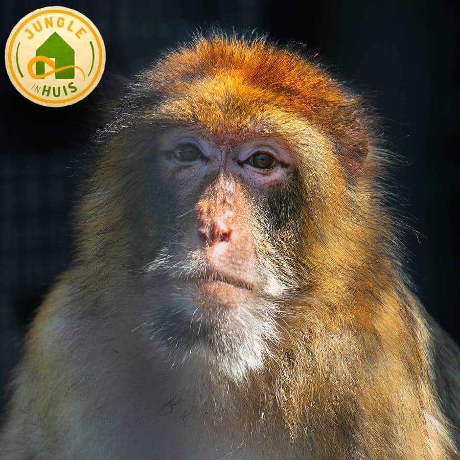 Archief Adoptiedieren - Stichting AAP