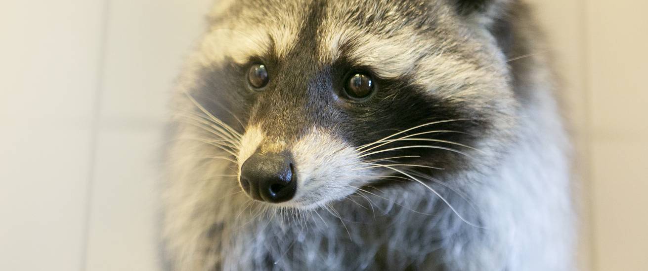 Eerste wasberen uit Limburg bij AAP - Stichting AAP