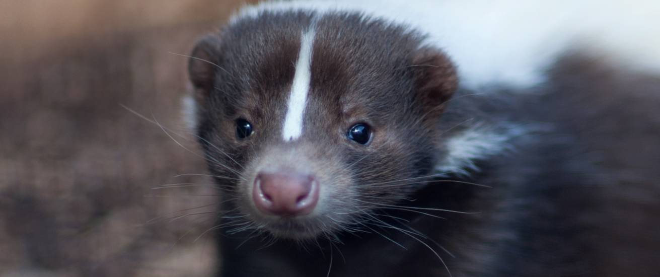 Rambam duikt in de wereld van exotische dieren - Stichting AAP