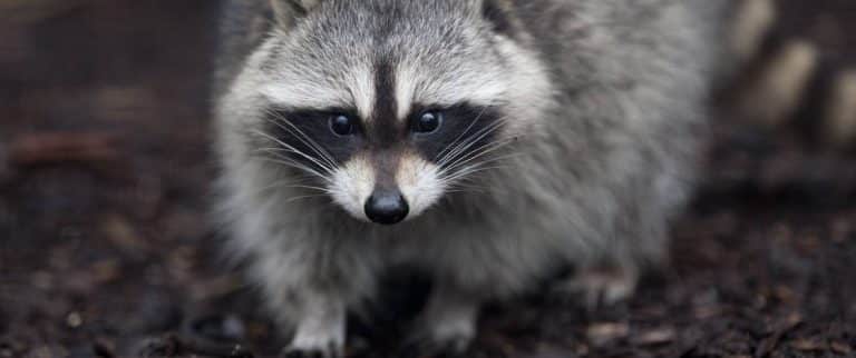 De wasbeer in Nederland - Stichting AAP