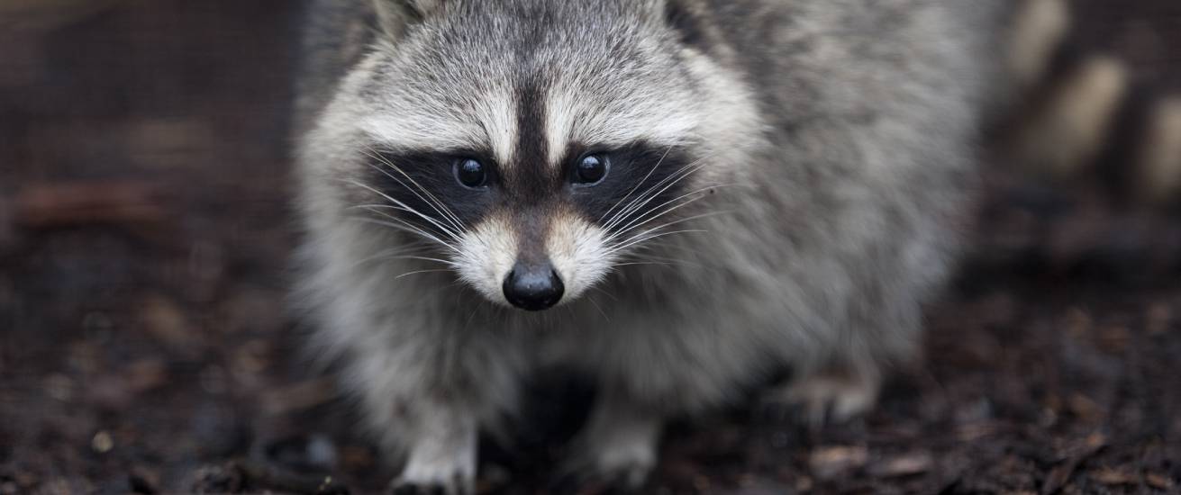 De wasbeer in Nederland - Stichting AAP