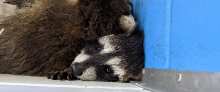 De wasbeer in Nederland - Stichting AAP