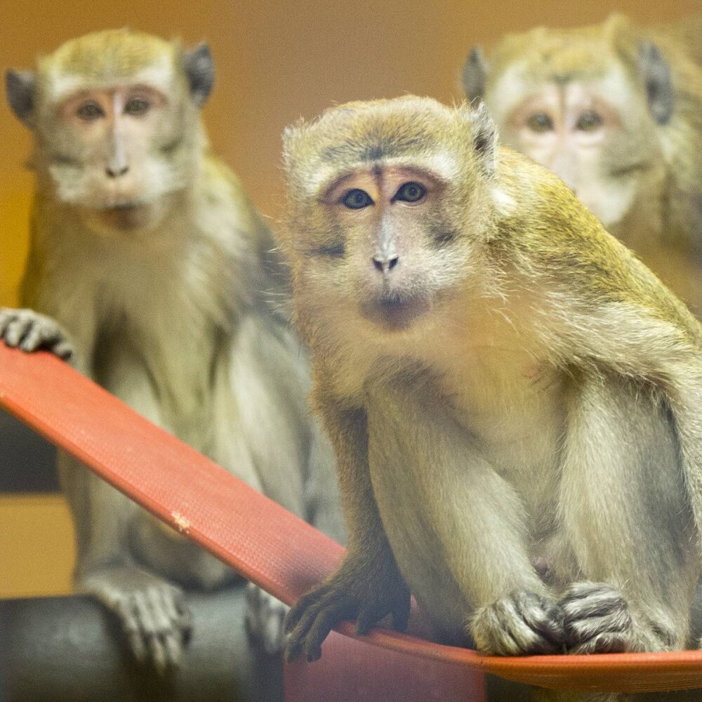 Primatenafdeling - Stichting AAP