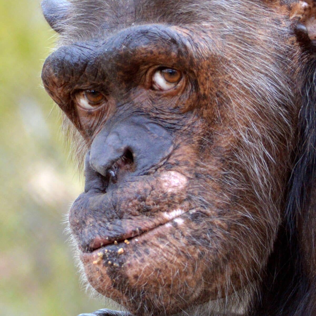 Alles over chimpansees - Stichting AAP