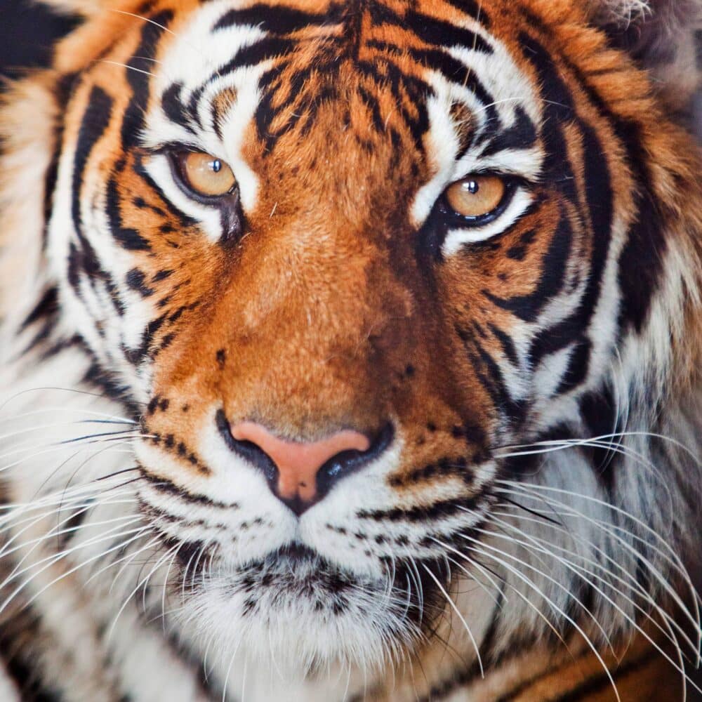 Alles over tijgers - Stichting AAP