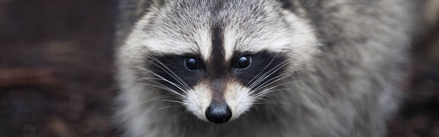 De wasbeer in Nederland - Stichting AAP