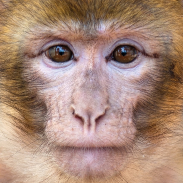 Alles over berberapen - Stichting AAP