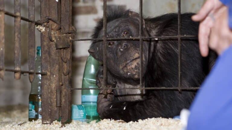 Alles over chimpansees - Stichting AAP