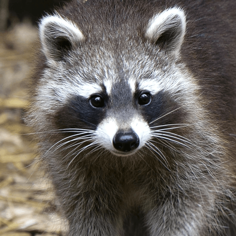 Zoogdierenafdeling - Stichting AAP