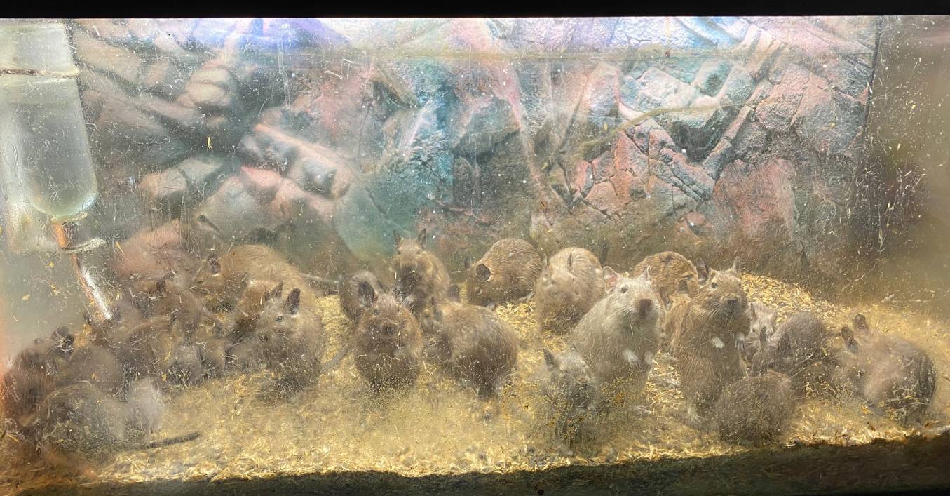 Kijkje achter de schermen: zorg voor de degoes - Stichting AAP