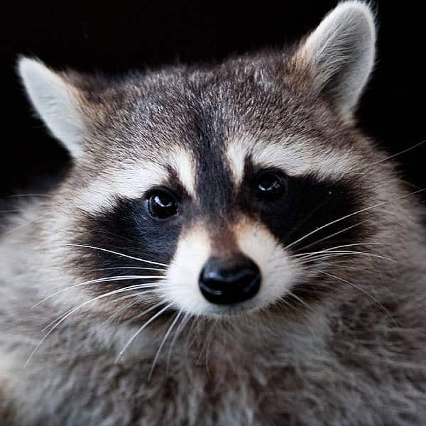 Alles over wasberen - Stichting AAP