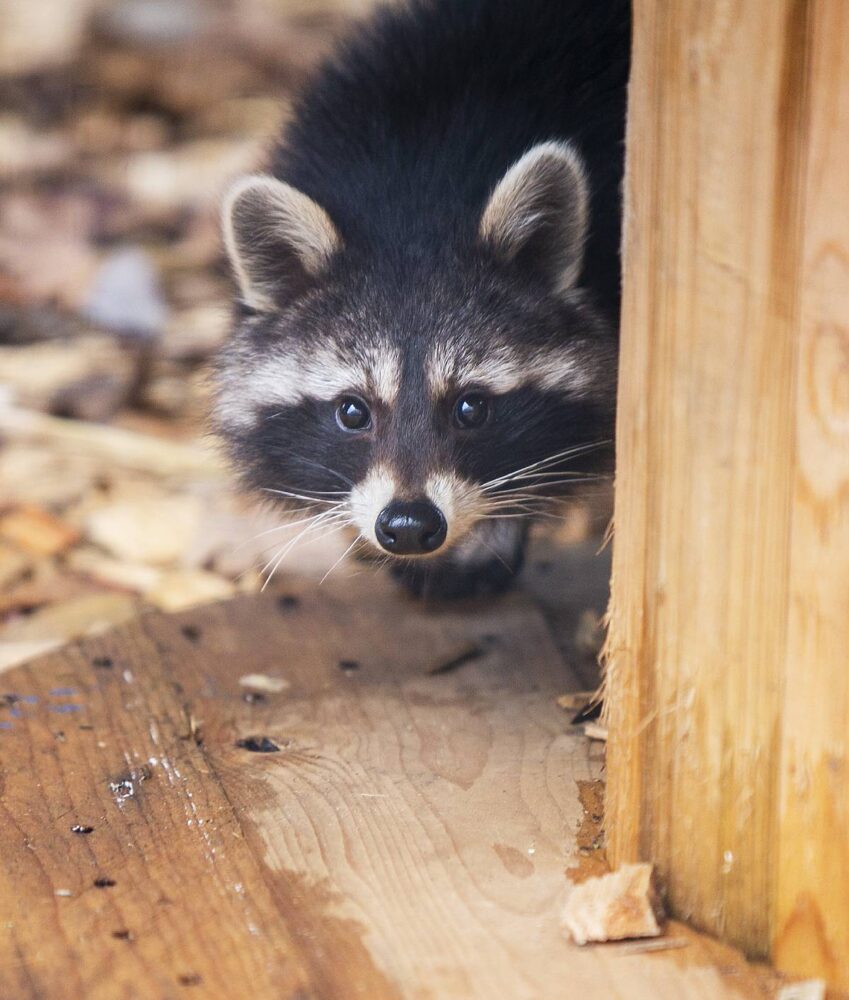 Alles over wasberen - Stichting AAP