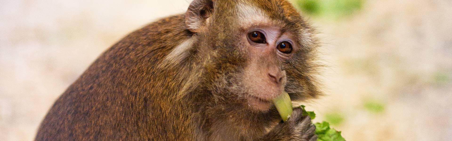 Internationale Week van de makaak - Stichting AAP