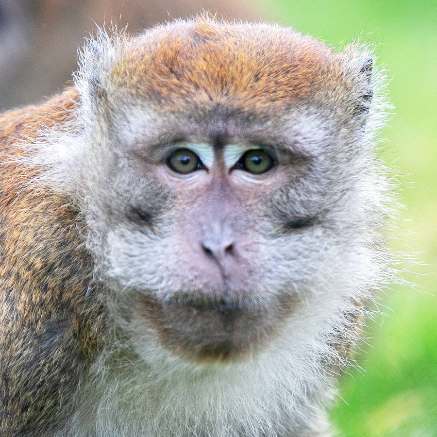 Alles over Java-apen - Stichting AAP