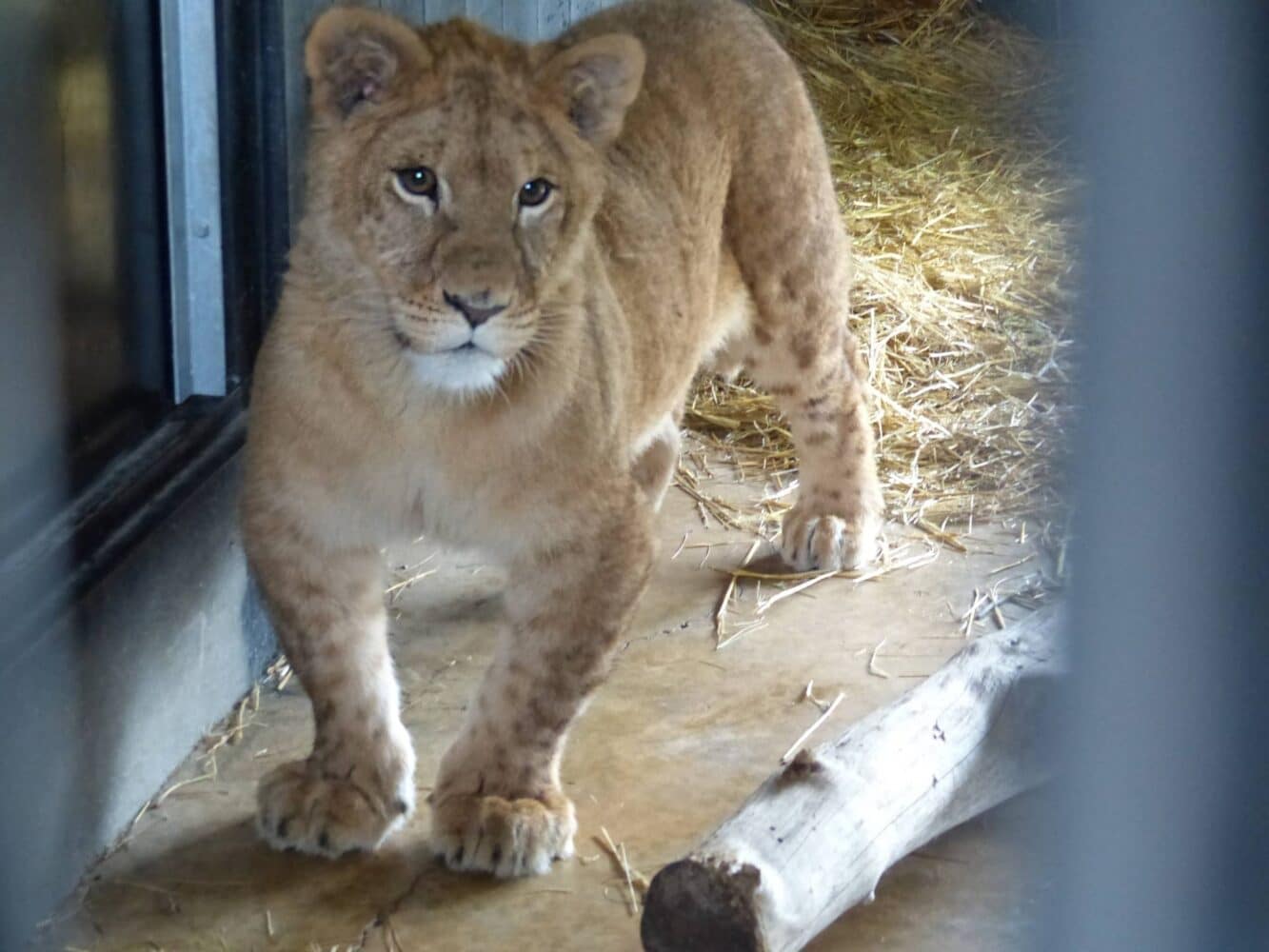 Project: Gezonde voeding voor de dieren - Stichting AAP
