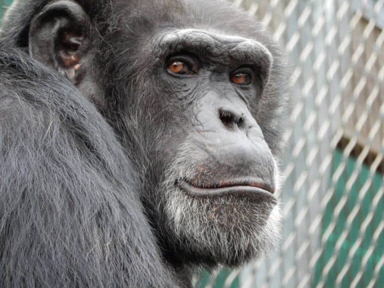 Nieuw sociaal gedrag ontdekt bij chimpansees - Stichting AAP