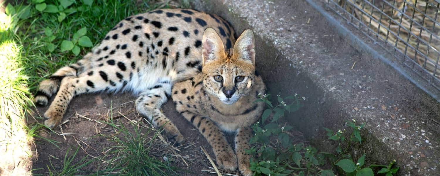 Weer een serval ontsnapt uit woonhuis - Stichting AAP
