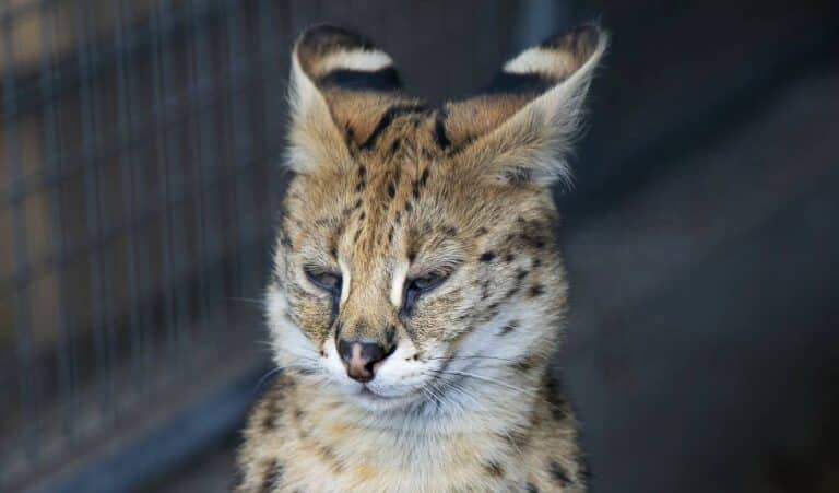 De Nederlandse positieflijst - Stichting AAP