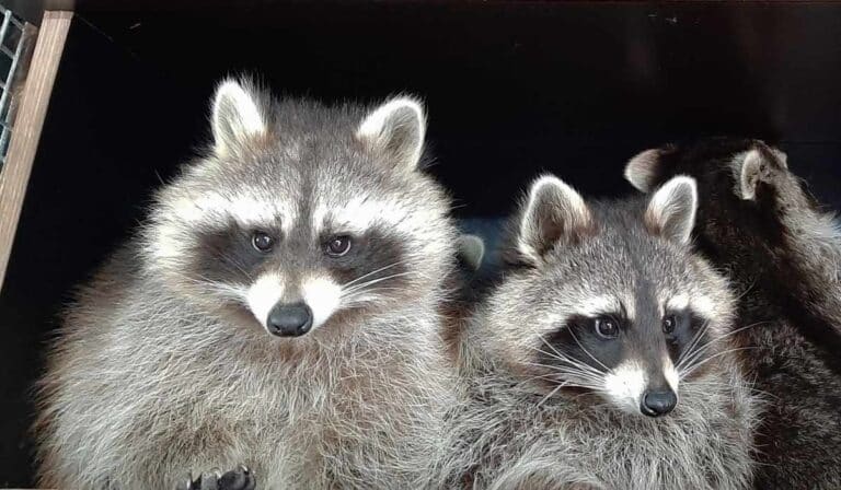 Hoe gaat het met wasbeer Raymundo? - Stichting AAP
