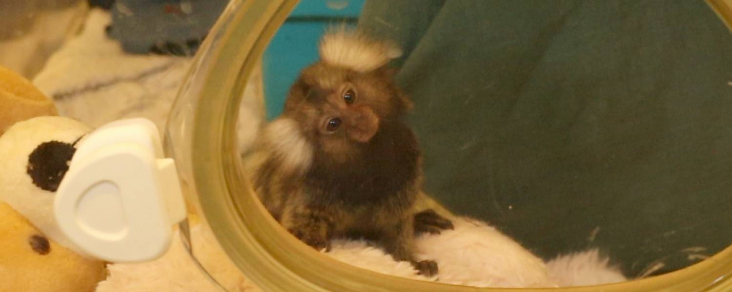Home - Stichting AAP