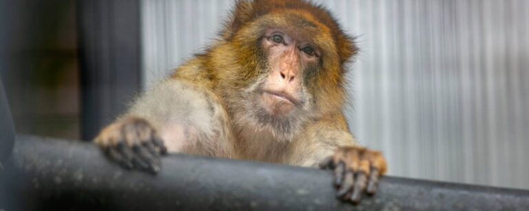 Home - Stichting AAP