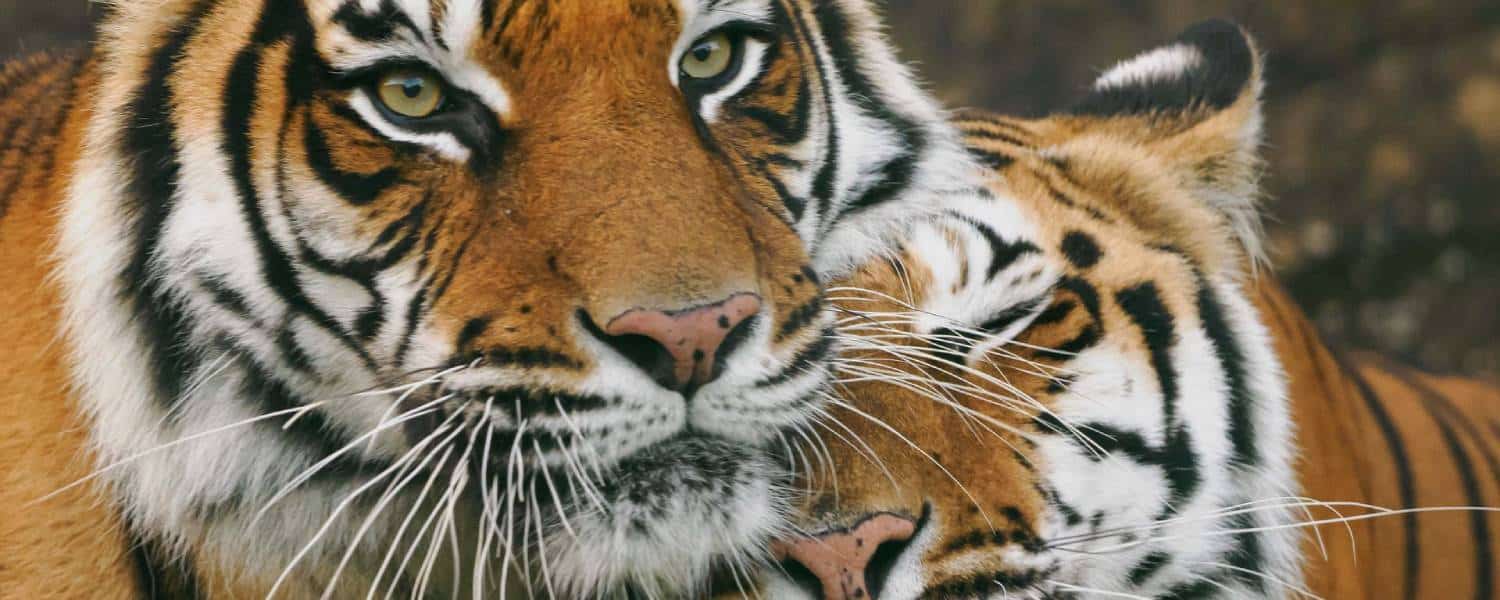 Home - Stichting AAP