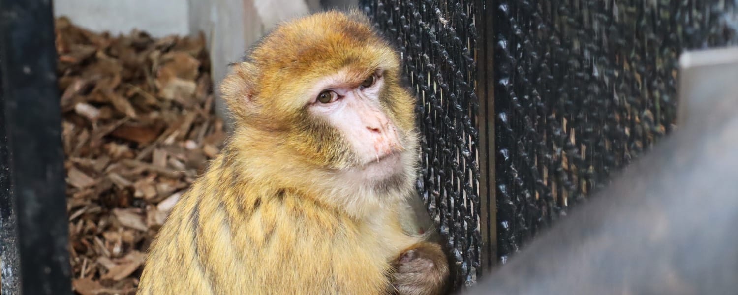 Hoe gaat het met berberaap Izzy? - Stichting AAP
