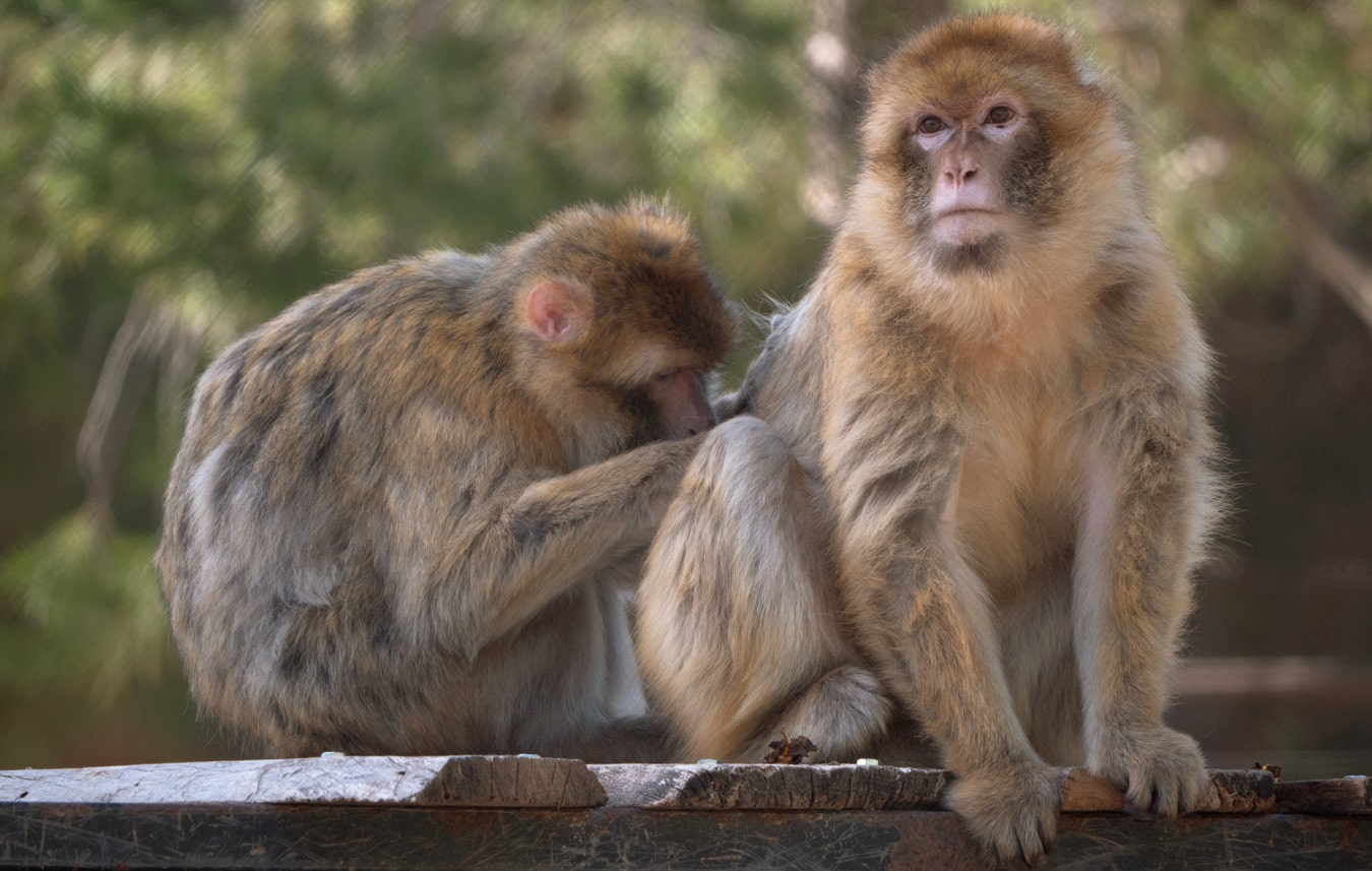 Blog: Het belang van socialisatie bij berberapen - Stichting AAP