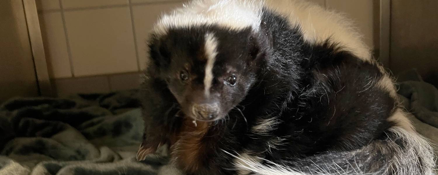 Stinkdier Skunky naar AAP: voormalig huisdier met overgewicht ...