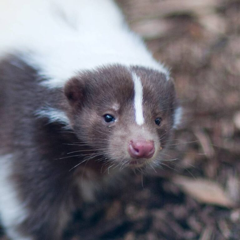 Alles over gestreepte stinkdieren - Stichting AAP