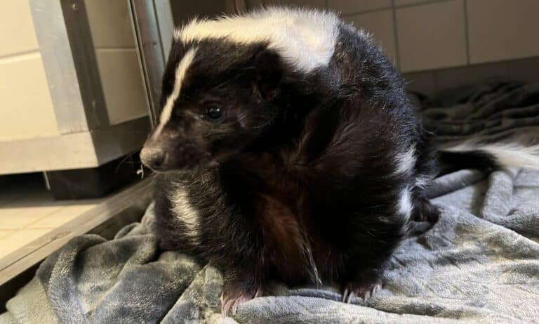 Stinkdier Skunky naar AAP: voormalig huisdier met overgewicht ...