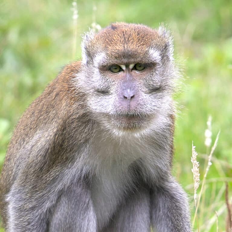 Internationale Week van de makaak - Stichting AAP