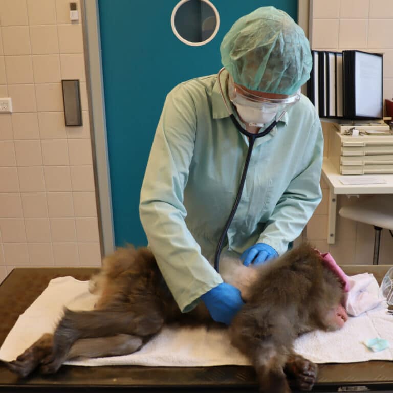 Het werk van dierenartsen bij AAP: medische check tijger Suzu ...