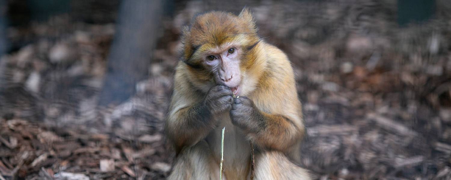 Home - Stichting AAP