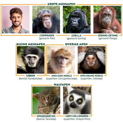 Internationale Dag van de Primaten - Stichting AAP