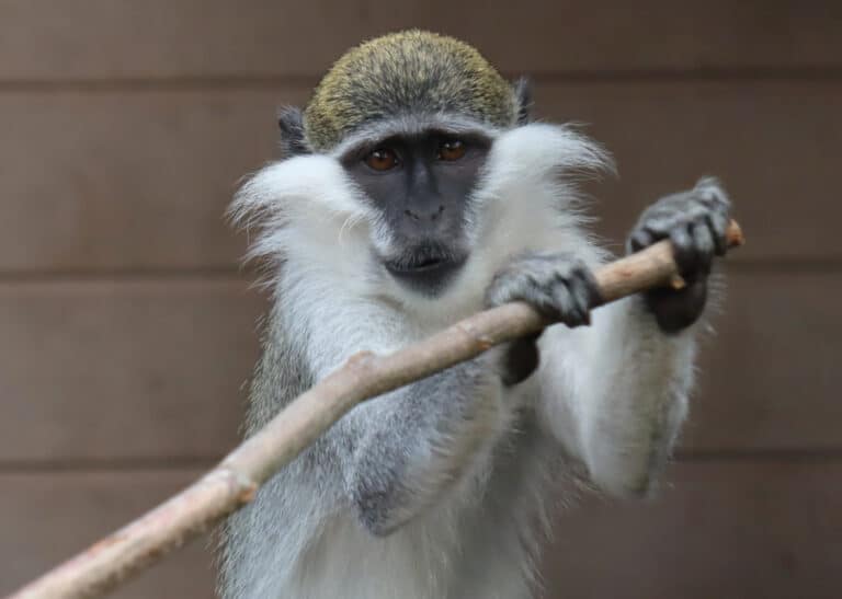 Geredde meerkat Sjaakie met soortgenoot - Stichting AAP