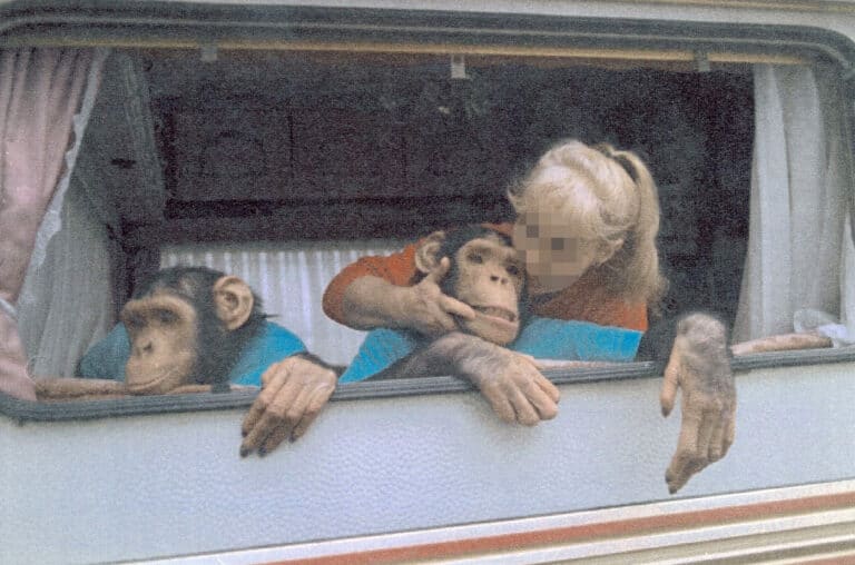 Verhuisd: chimpansees Peggy and Babsie van AAP Spanje naar ...