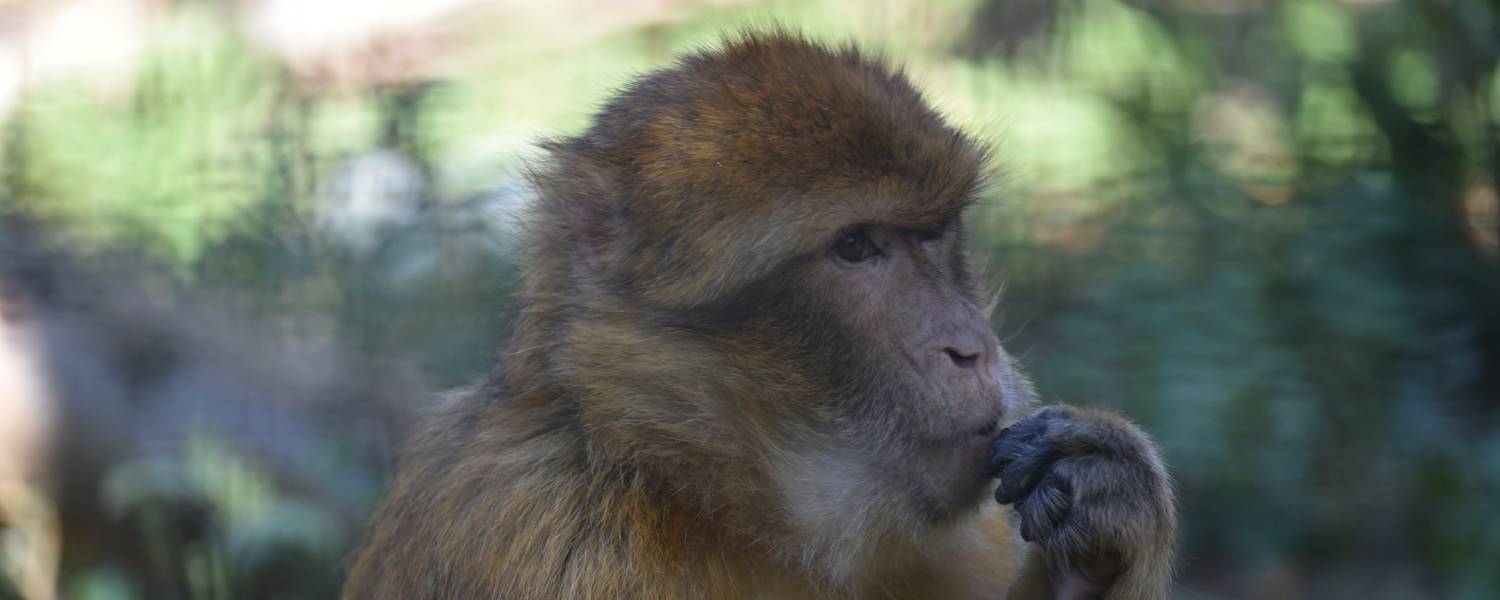 Home - Stichting AAP