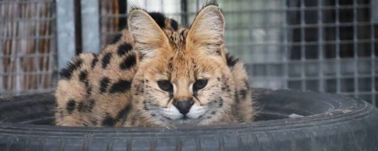 Alles over servals - Stichting AAP