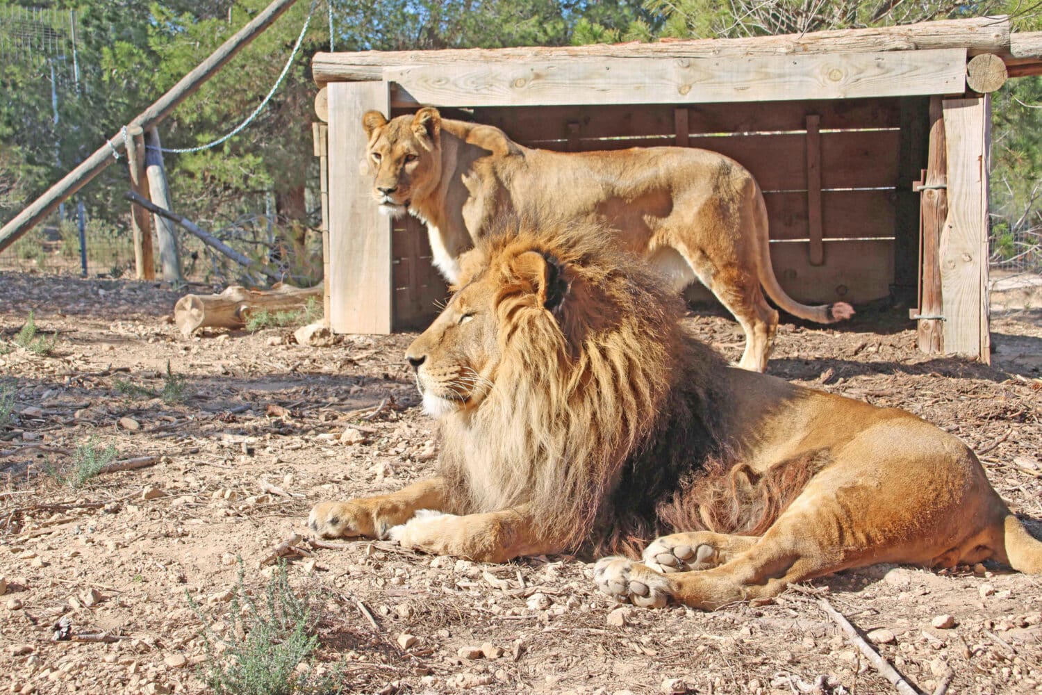 Oekraïense leeuwen Sem en Liena naar Zuid-Afrika - Stichting AAP