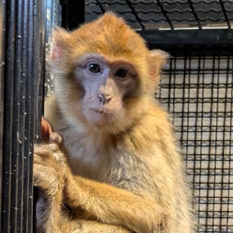 Japanse makaak Punch en het belang van een moeder - Stichting AAP