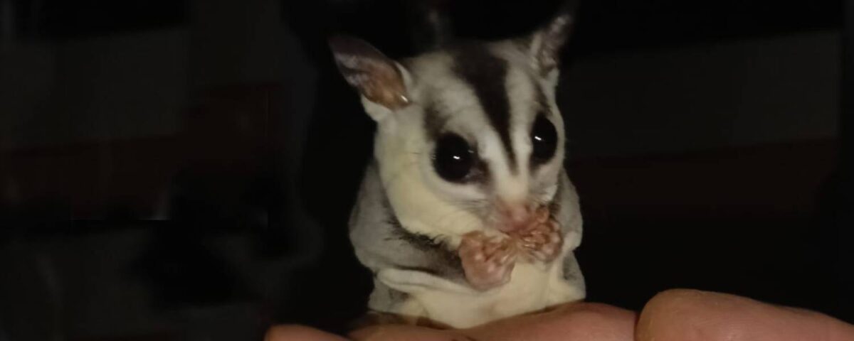 Suikereekhoorn Nía: van gevonden dier tot reddingsactie - Stichting AAP