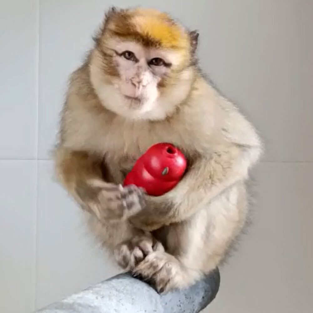 Japanse makaak Punch en het belang van een moeder - Stichting AAP